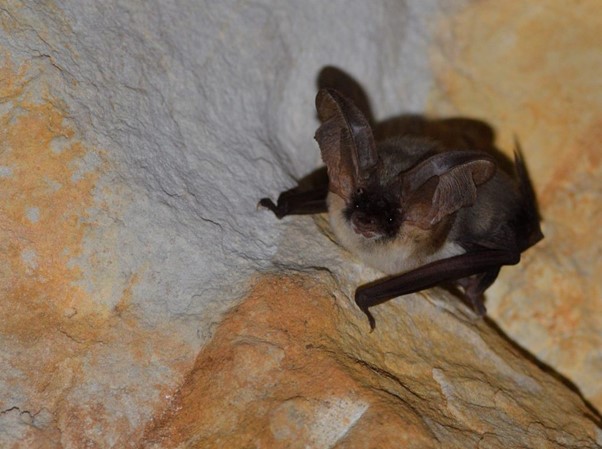 A guide to UK bat identification