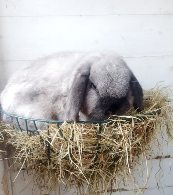 A Guide to Hay Racks for Rabbits