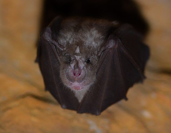 A guide to UK bat identification
