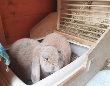 A Guide to Hay Racks for Rabbits