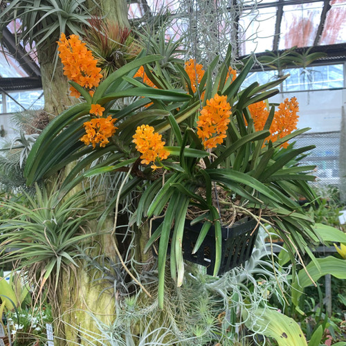 バンダ ミトラタ 大株 Vanda miniata | nakato-orchids