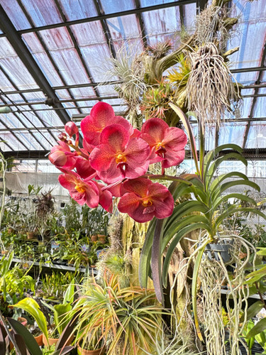 バンダ ペドロ ボネッティ Vanda Pedro Bonetti | nakato-orchids