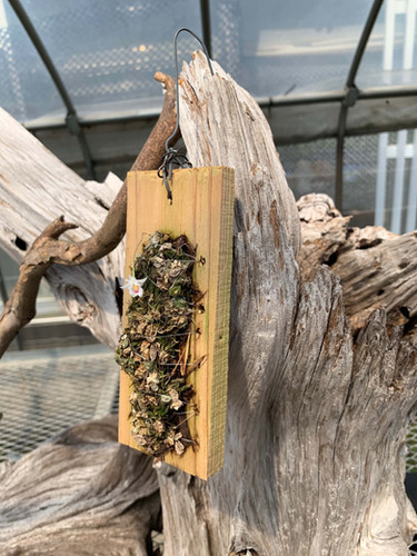 コンチディウム エクスティンクロリウム Conchidium extinctorium | nakato-orchids