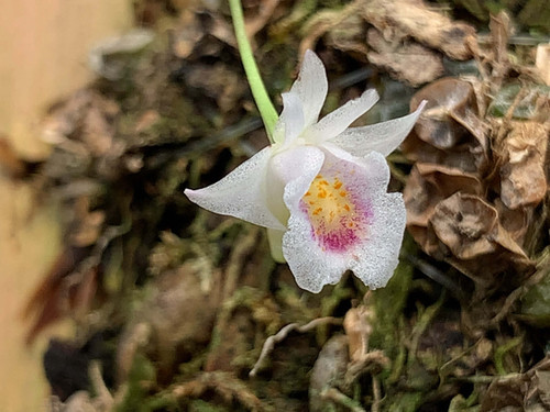 コンチディウム エクスティンクロリウム Conchidium extinctorium | nakato-orchids