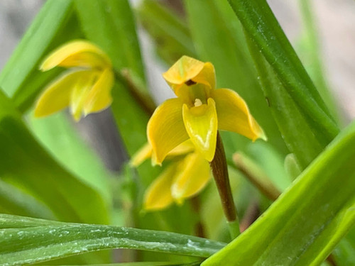 マキシラリア ノッティーリオグロッサ Maxillaria notylioglossa | nakato-orchids