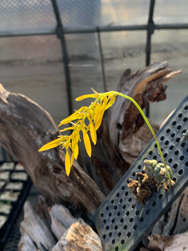 バルボフィラム 不明種 イエロー Bulbophyllum sp. Yellow | nakato-orchids