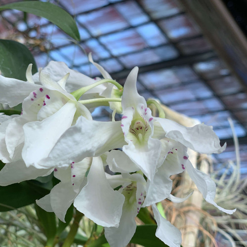 デンドロビューム ジョーンソニアエ Dendrobium johnsoniae | nakato-orchids
