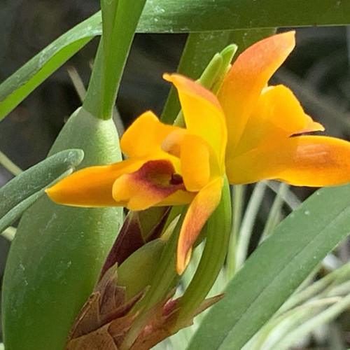 マキシラリア バリアビリス Maxillaria variabilis | nakato-orchids