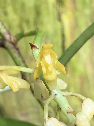 ミクロペラ パリダ Micropera pallida | nakato-orchids