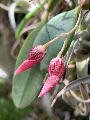 バルボフィラム ミルム Bulbophyllum mirum | nakato-orchids