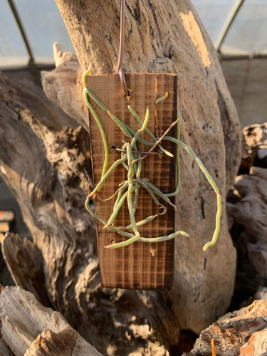 ミクロコエリア コルヌタ Microcoelia cornuta | nakato-orchids