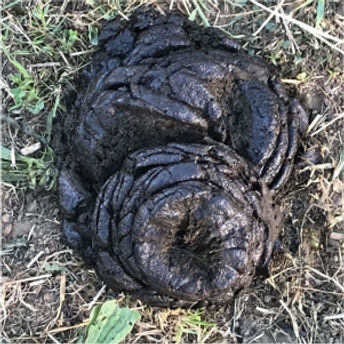 Tracking | Boschpoort Safaris