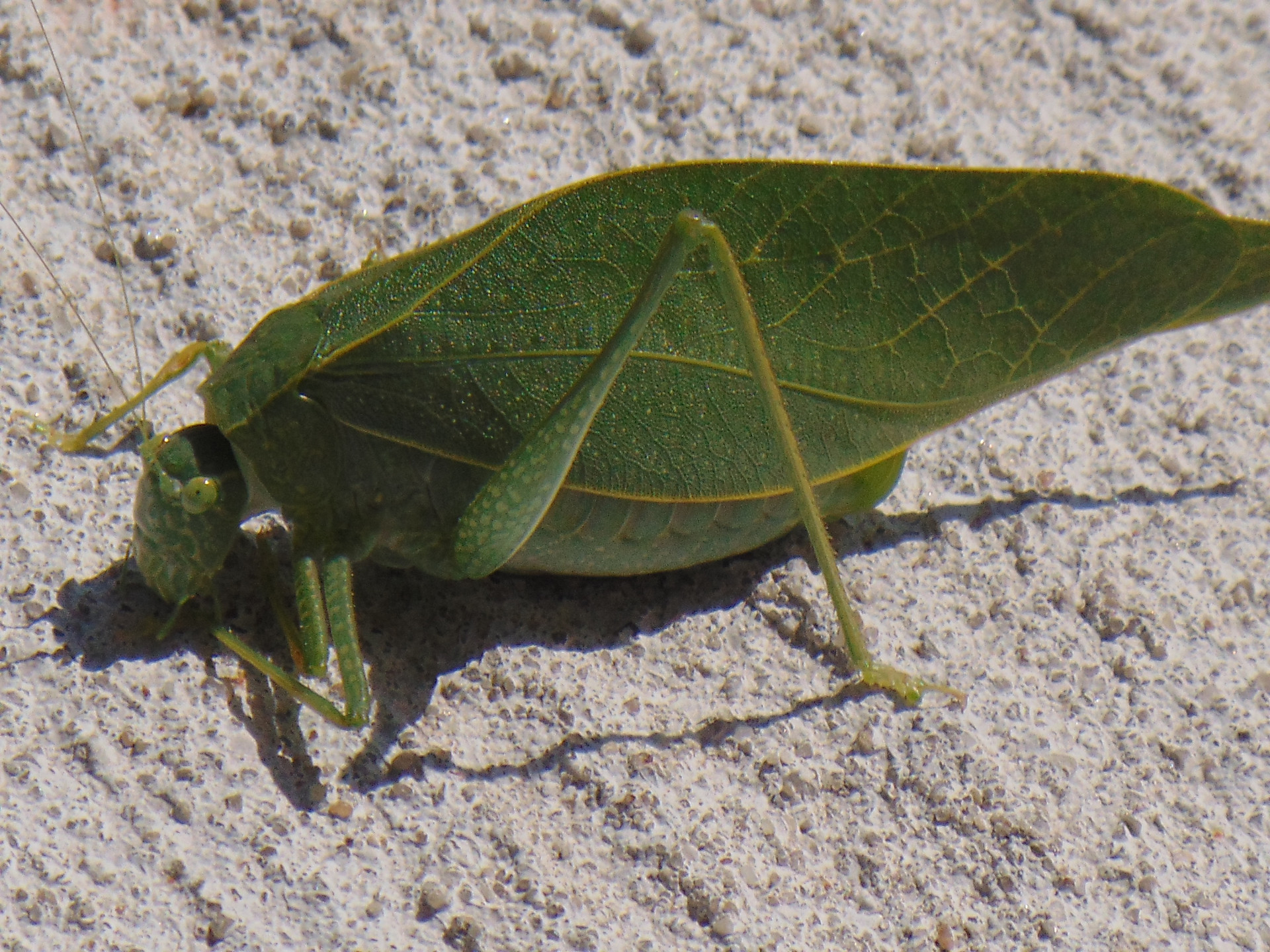 Greater Anglewing Katydid | Life on CSG Pond