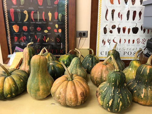 Rainbow x Seminole Squash | hawaiiseedgrowers