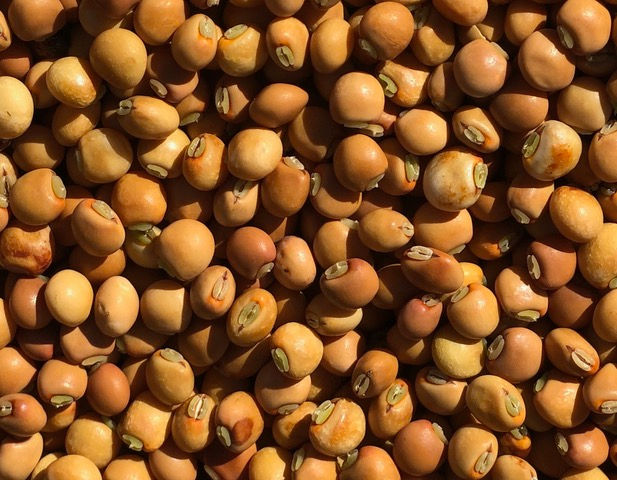 The Mighty Pigeon Pea and its Value for the Home Gardener