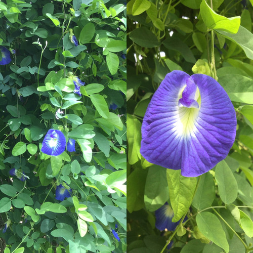 Blue Butterfly Pea Vine | hawaiiseedgrowers