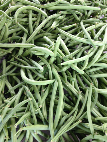 Provider Bush Bean | hawaiiseedgrowers