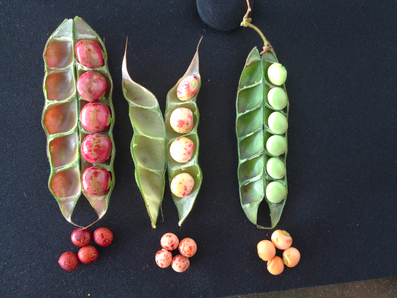 Pigeon Pea | hawaiiseedgrowers