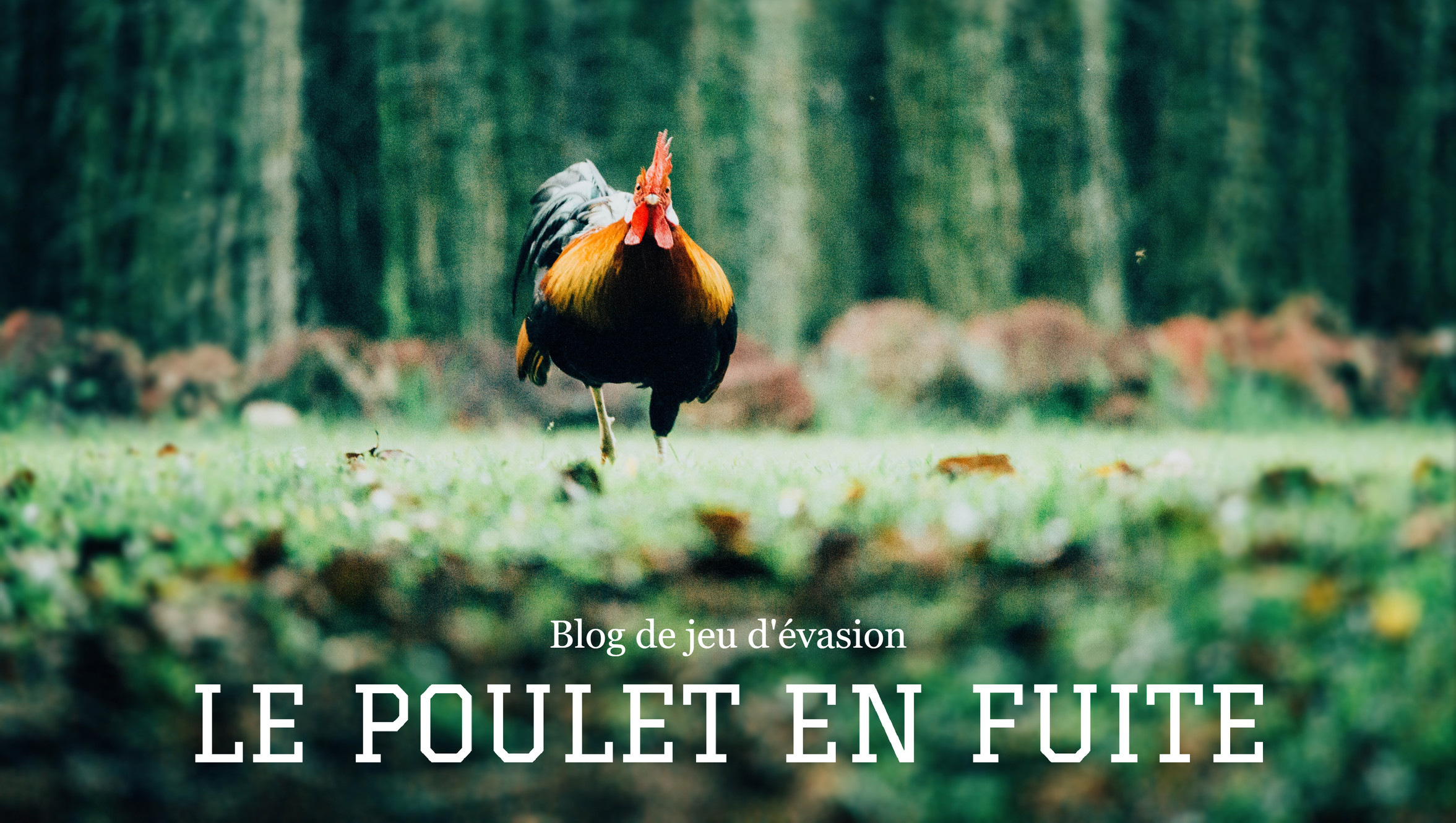 Gallerie | Le Poulet en Fuite