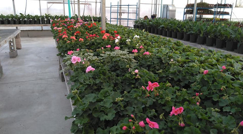 Geraniums | Agle's Farm Market