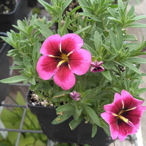 Good Night Kiss Calibrachoa | Agle's Farm Market