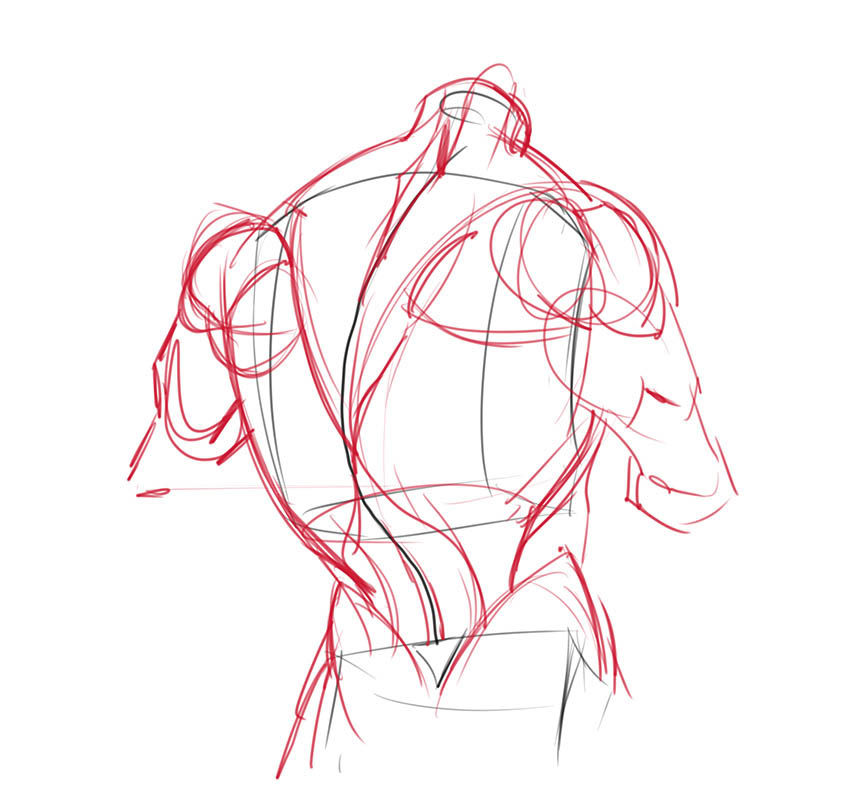 How To Draw The Back of The Torso