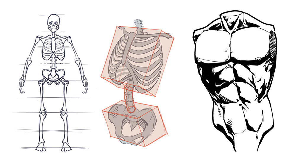 how to draw human anatomy for beginners