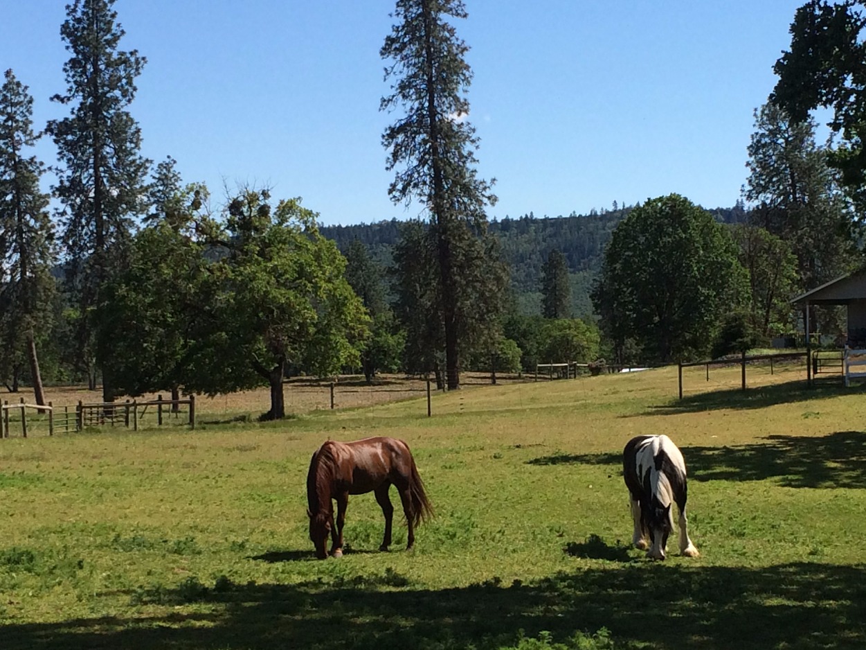 Full Service horse boarding near medford | Oregon | Heart Haven Ranch