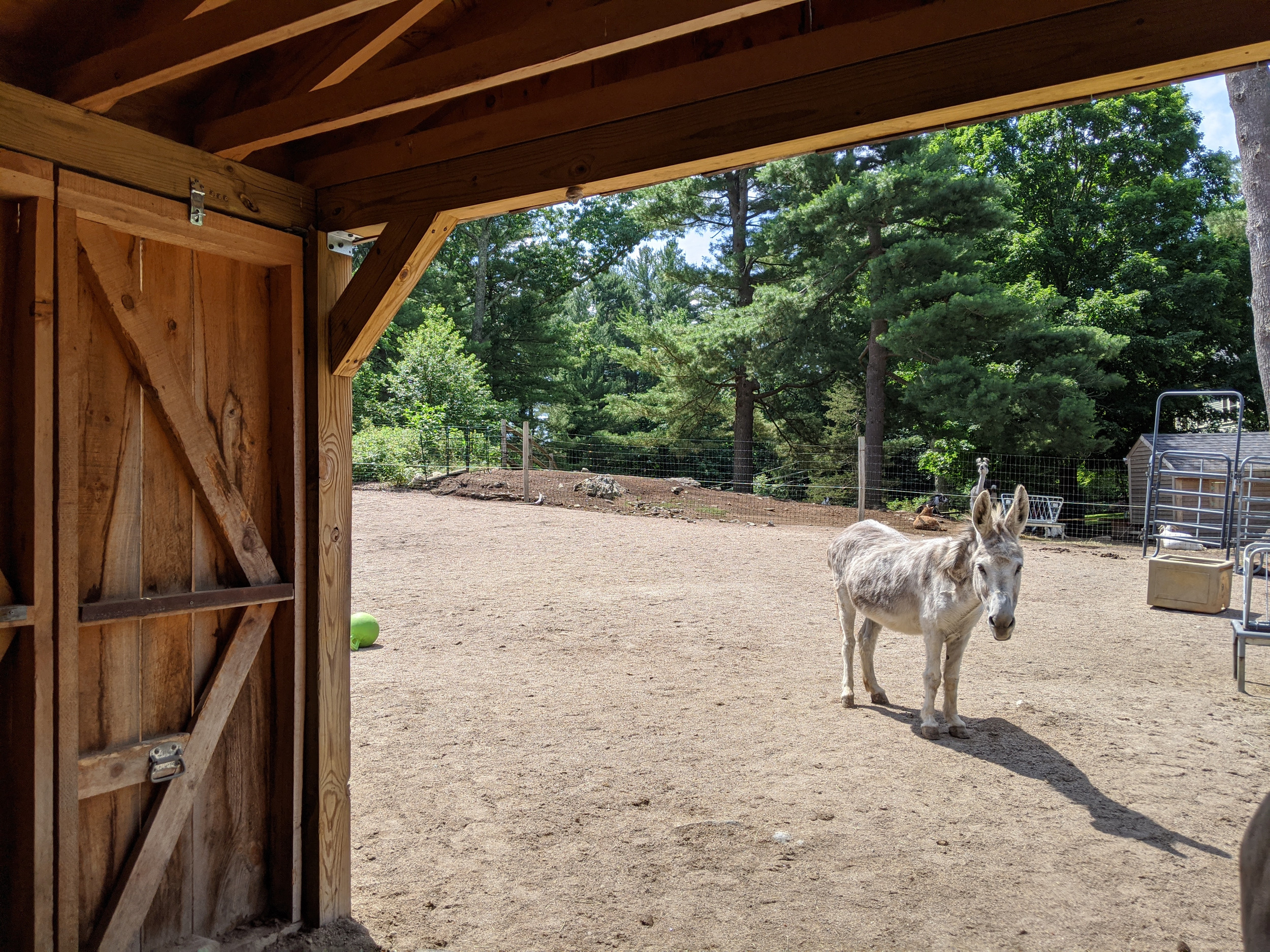 Education Feature - Donkeys | Unity Farm Sanctuary