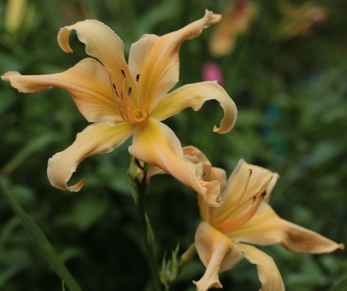 Jan's Twister | Rosie's Lilies