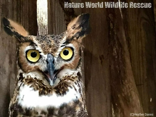 What We Rescue | Nature World Wildlife Rescue | Homosassa