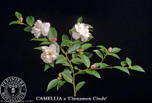 Camellia x 'Cinnamon Cindy' | Pepiniere Botanique