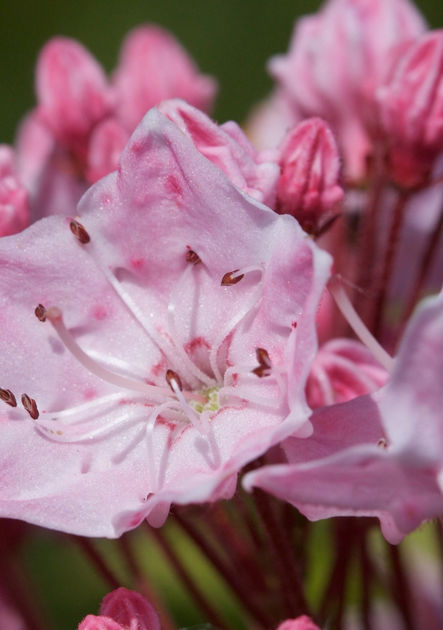 Kalmia latifolia 'Olympic Fire' | Pepiniere Botanique
