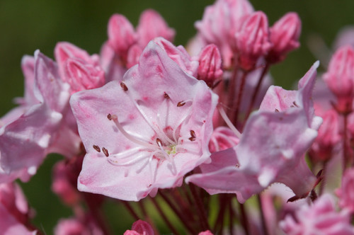 Kalmia latifolia 'Olympic Fire' | Pepiniere Botanique