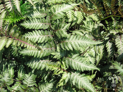 Athyrium nipponicum pictum 'Ursula's Red' | Pepiniere Botanique