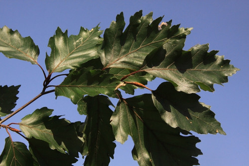 Fagus sylvatica 'Rohanii' | Pepiniere Botanique