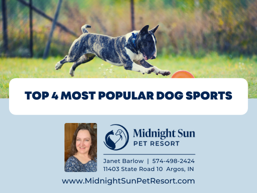 4 Most Popular Dog Sports