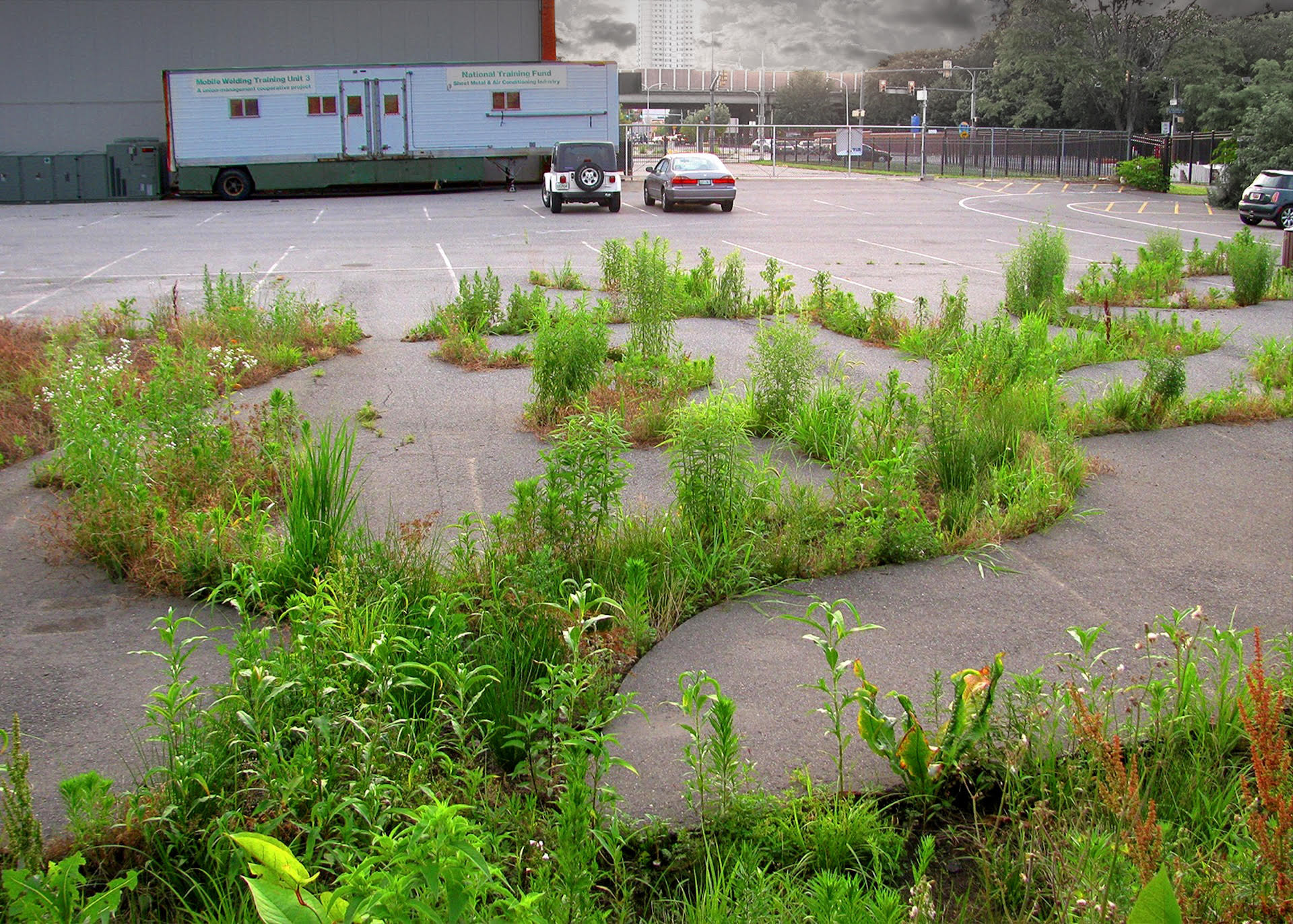 Dendritic Decay Garden
