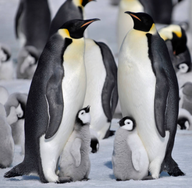 Did you know: Emperor Penguins are Masters of the Art of Huddling 🎥
