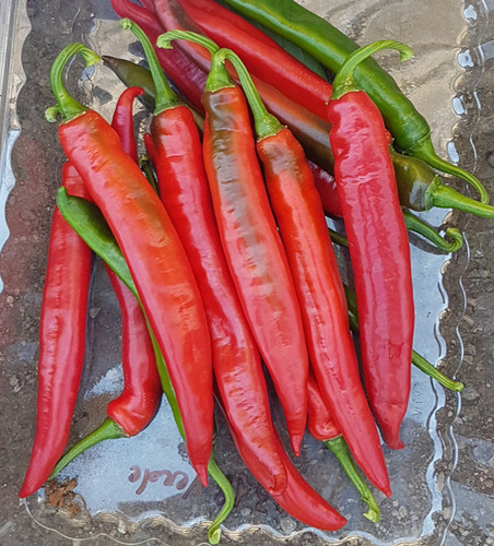 PE9110 F1 | semiorto New