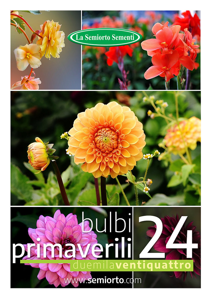 Spring Bulbs Catalog 2024