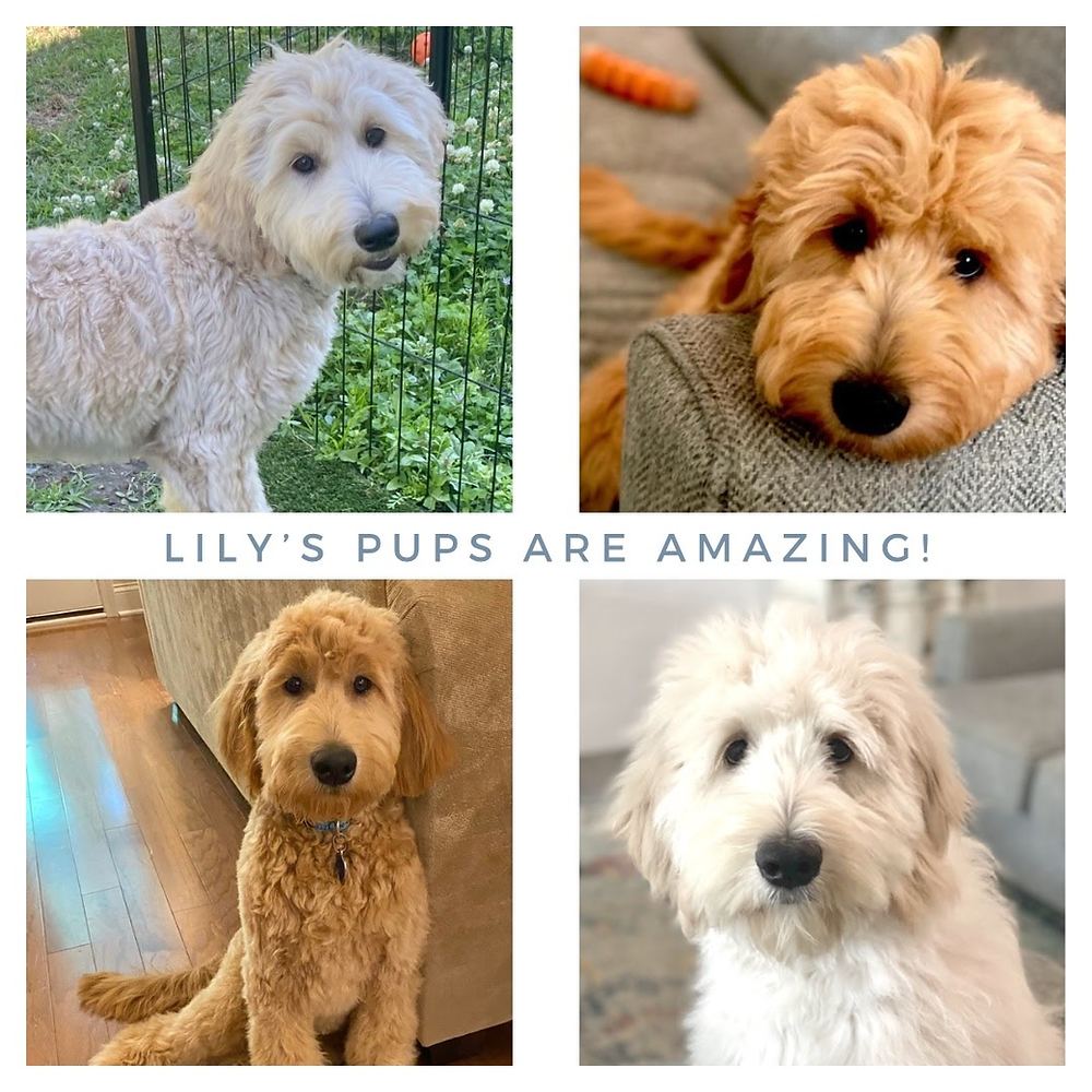 Goldendoodle vs Poodle: Why a Goldendoodle?