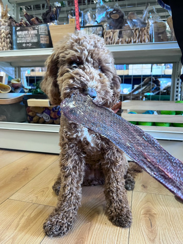 Beef Weasand Jerky | Pawfect Treats