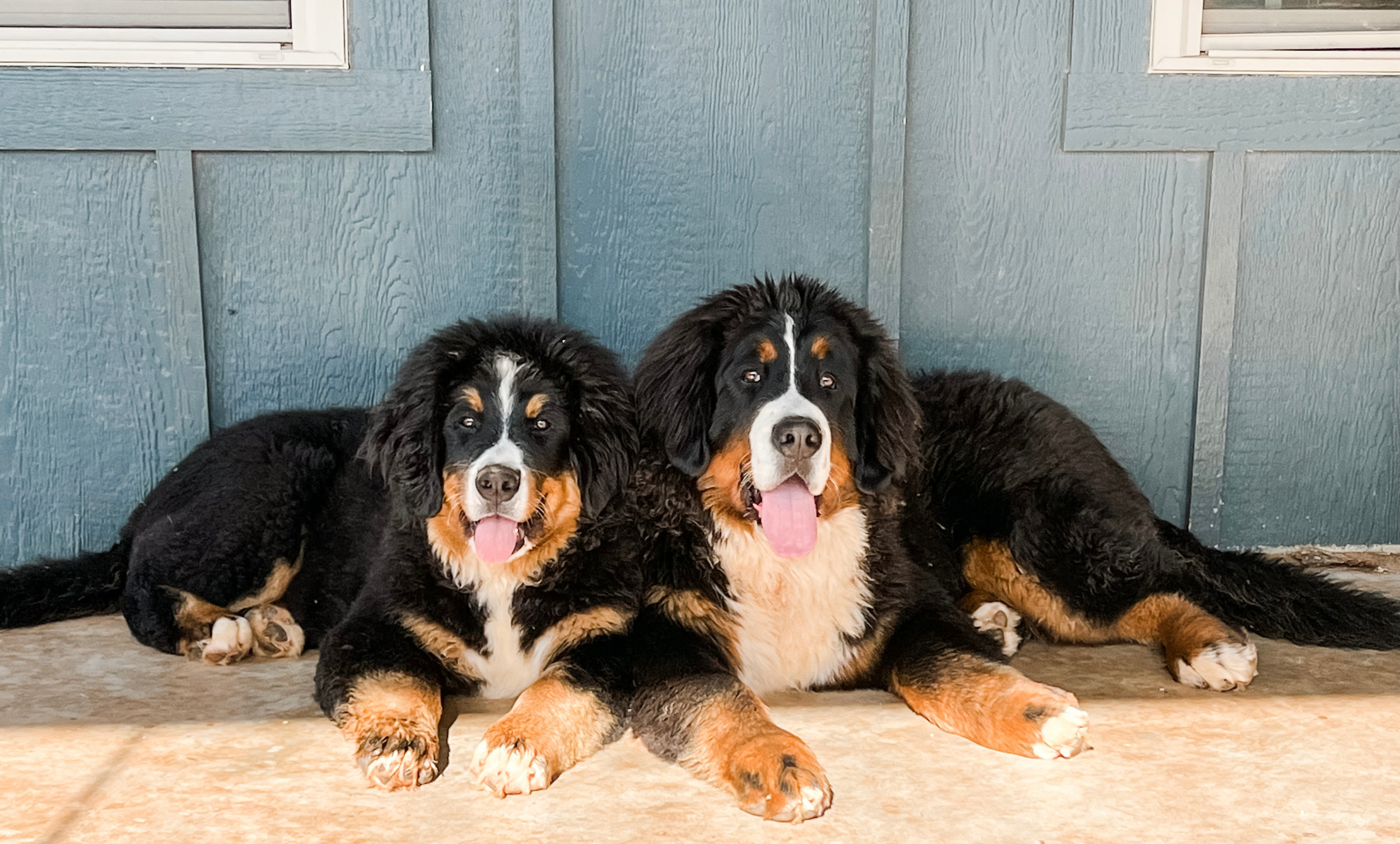 Our Process | Swiss Berner Bears