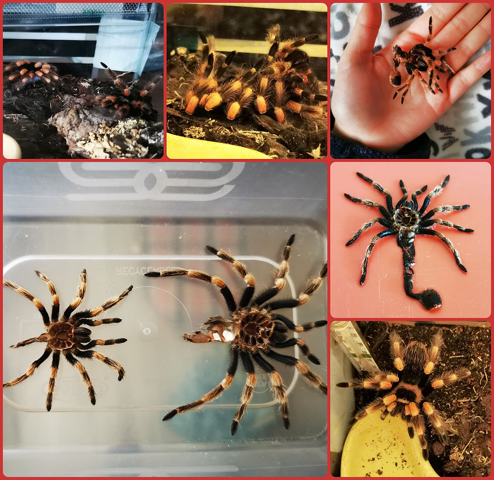 Tarantula Fun Facts