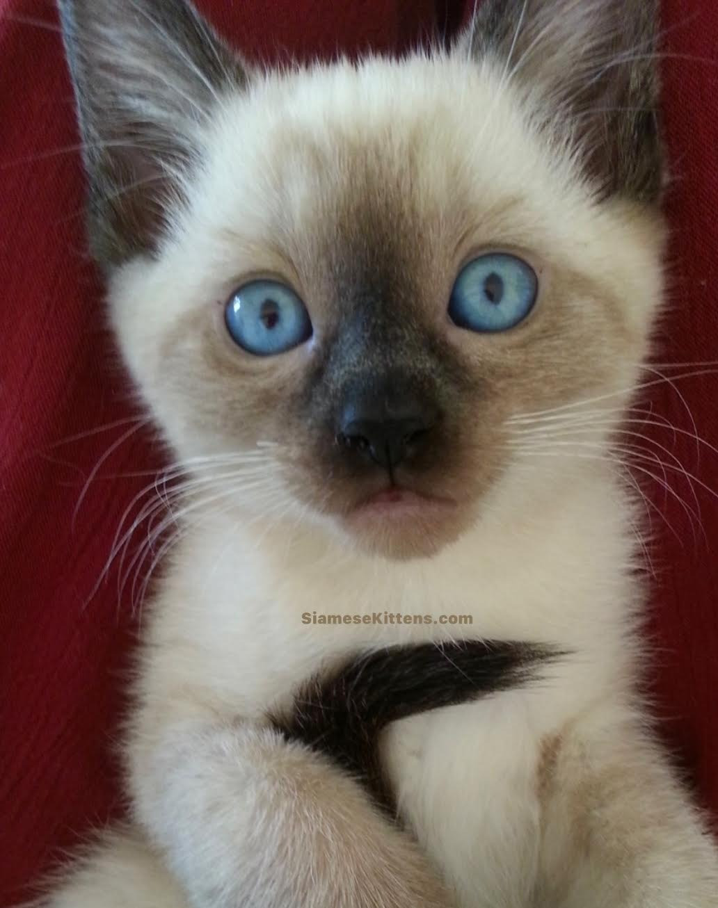 Highlights of Letters and Recommendations | Traditional Siamese Kittens ...