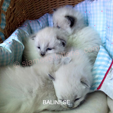 BALINESE | Siamese Kittens