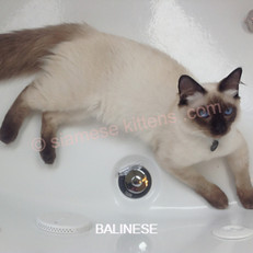 BALINESE | Siamese Kittens