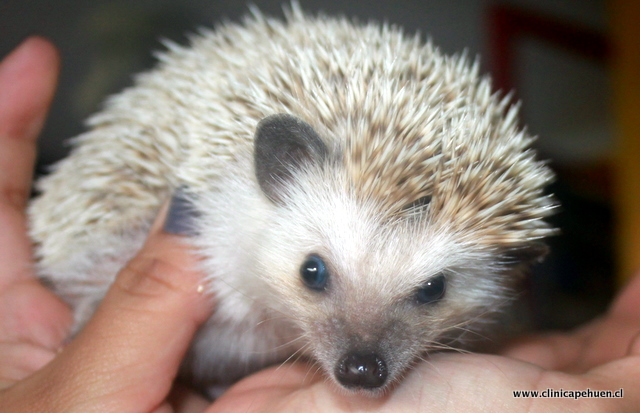 Sarna en Erizo de tierra africano (Atelerix albiventris)