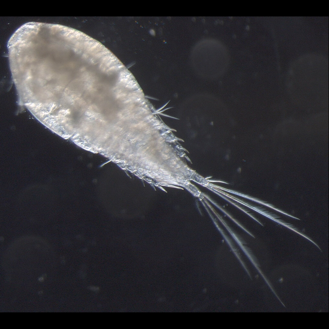 Zooplankton Taxonomist - specialized in freshwater identification